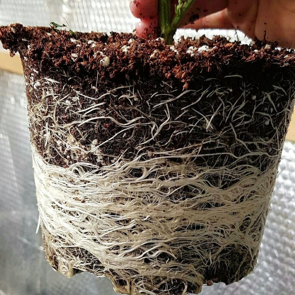 Roots 60ML – Elite 91 | Tu Cultivo GrowShop - Soluciones Integrales de ...