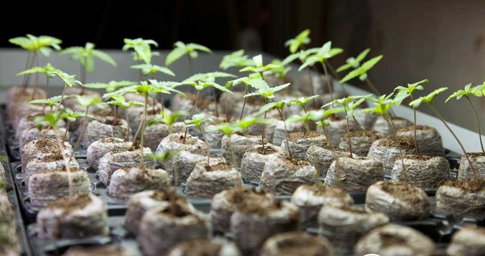 Manual técnica de cultivo SOG (PDF GRATUITO) | Tu Cultivo GrowShop ...