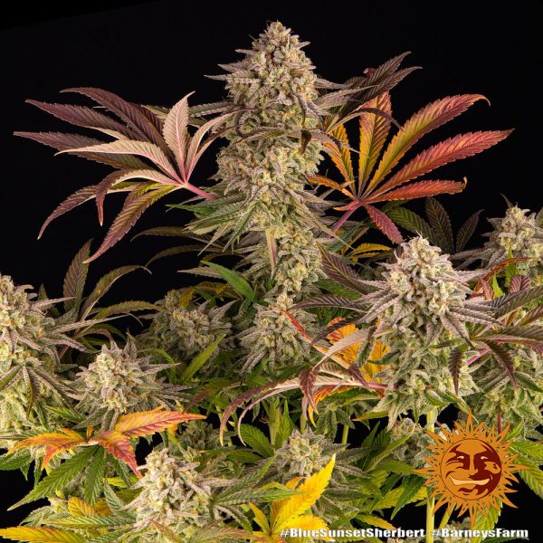Blue Sunset Sherbet x3 – Barneys farm | Tu Cultivo GrowShop - Productos ...
