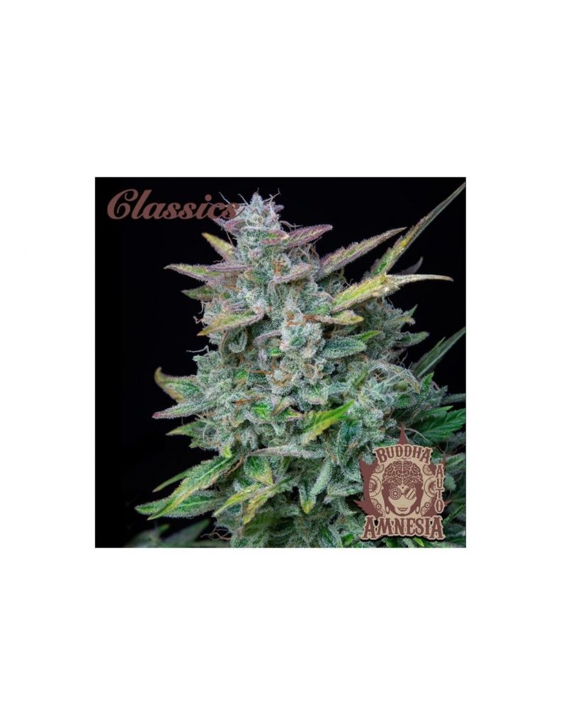 Amnesia Classics Auto x3 – Buddha Seeds | Tu Cultivo GrowShop ...