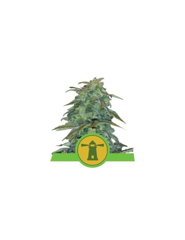 Royal Haze Auto x10 – Royal Queen Seeds | Tu Cultivo GrowShop ...