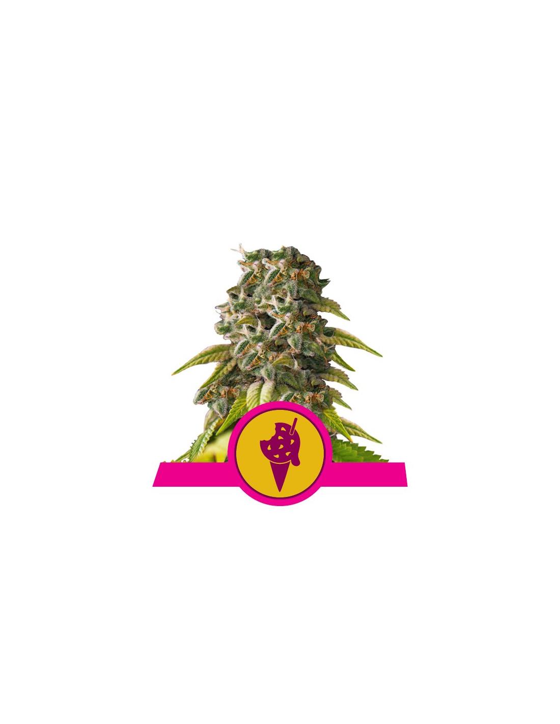 Cookies Gelato Auto x1 – Royal Queen Seeds | Tu Cultivo GrowShop ...